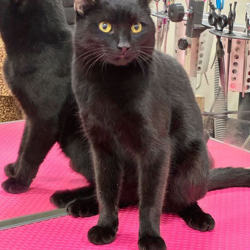 Черный котэ ищет дом