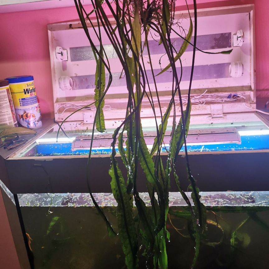 Водоросли для аквариума