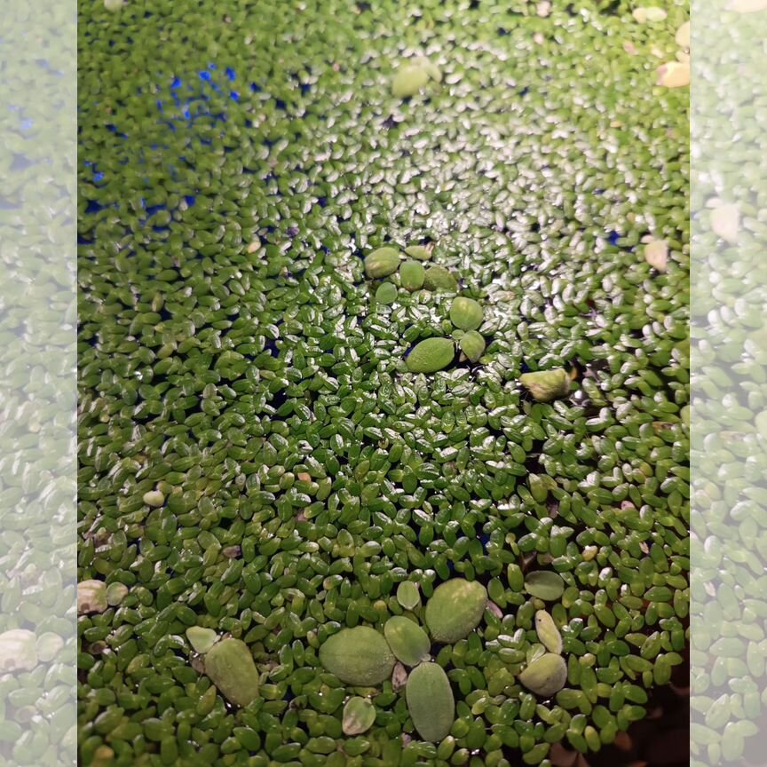 Ряска для аквариума