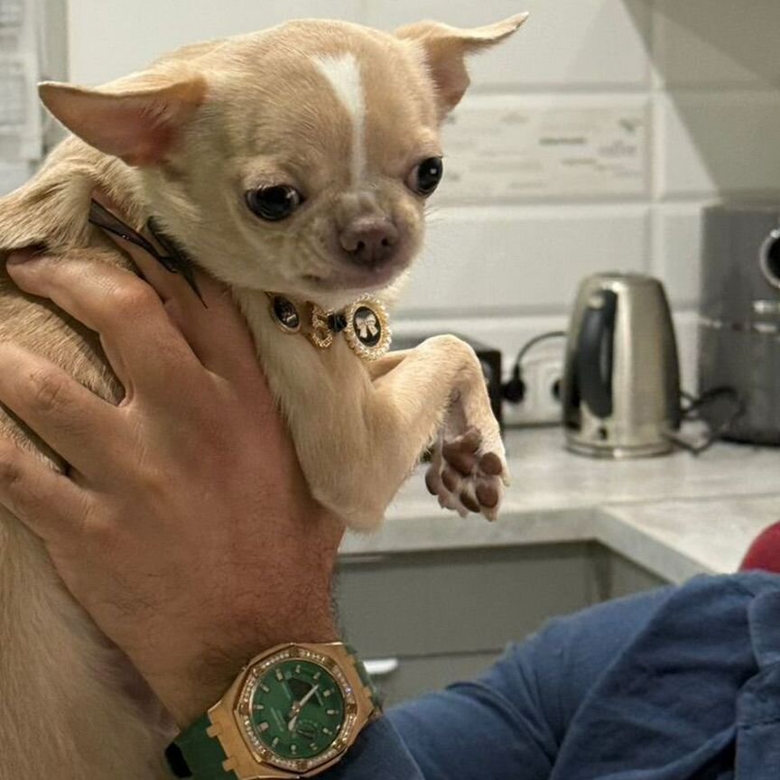 Чихуахуа, взрослый пёс