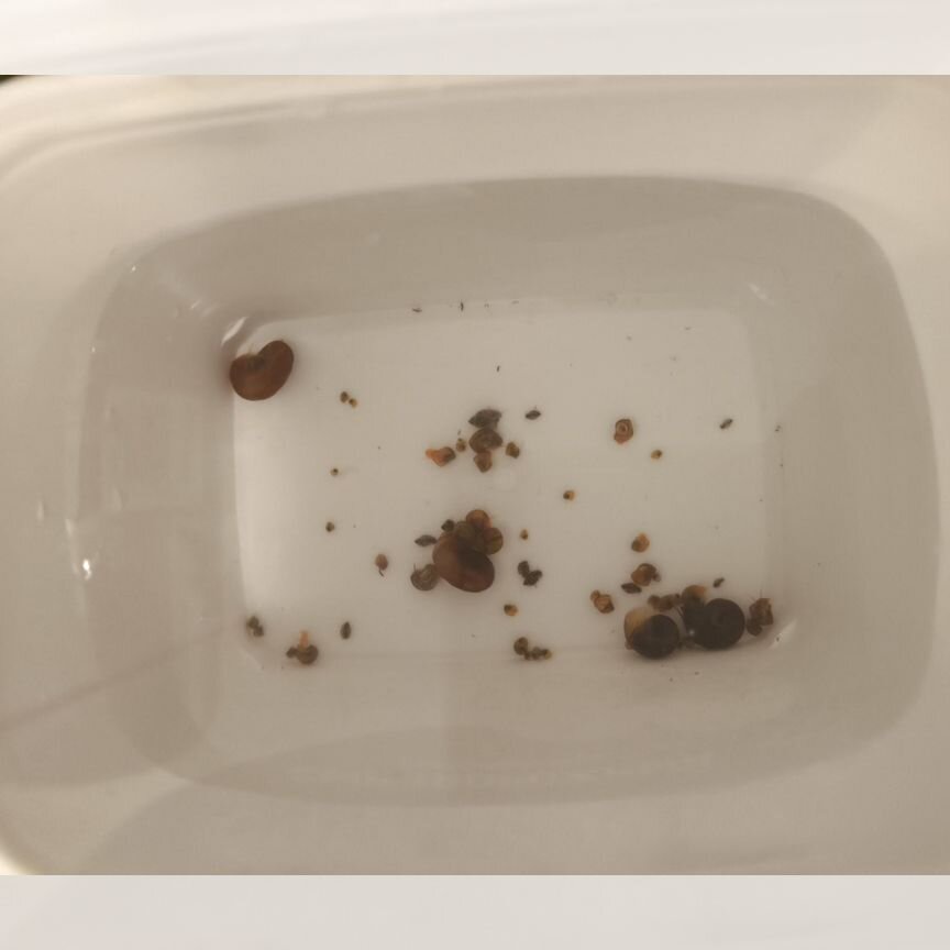 Аквариумные улитки катушки / физы