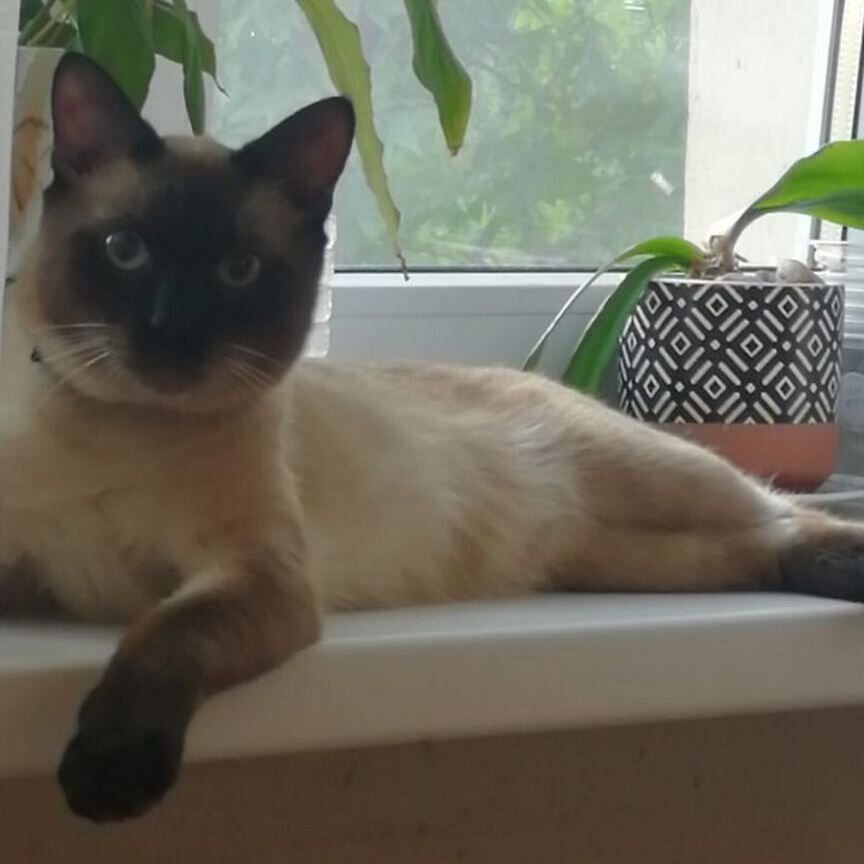 Сиамский кот вязка