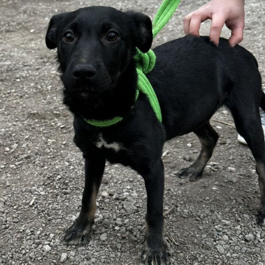 Щенки мелких пород в добрые руки