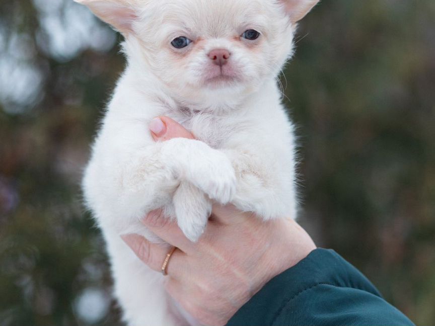 Крутышка Чихуахуа Девочка