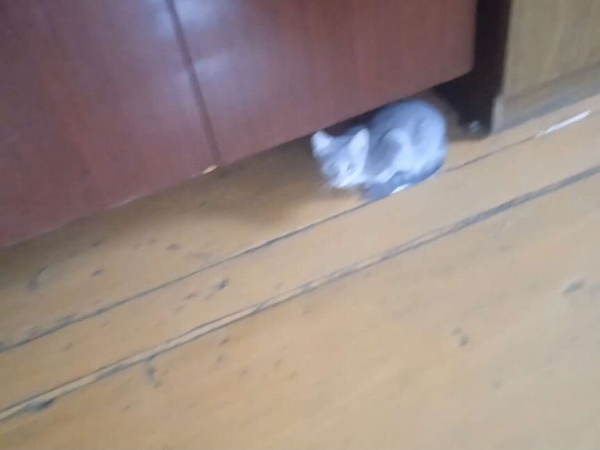 Отдам котенка возраст 3 месяца мальчик