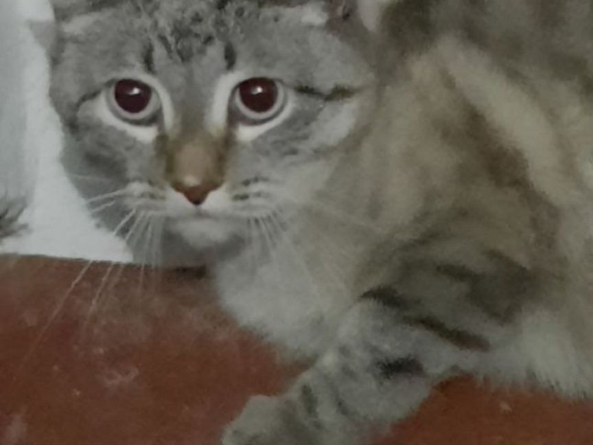 Красивый кот потеряшка