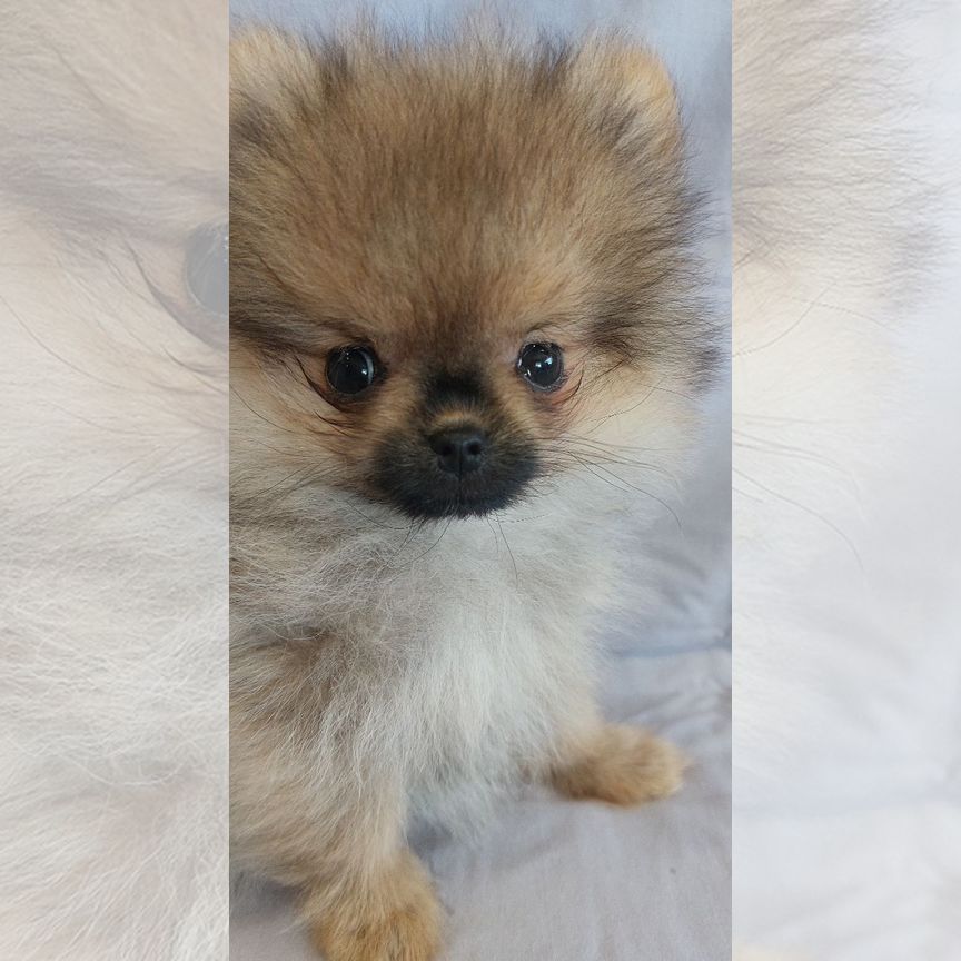 Померанский шпиц, щенок