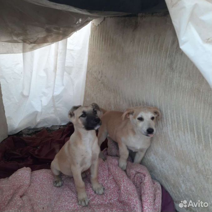 Супер преданные щенки