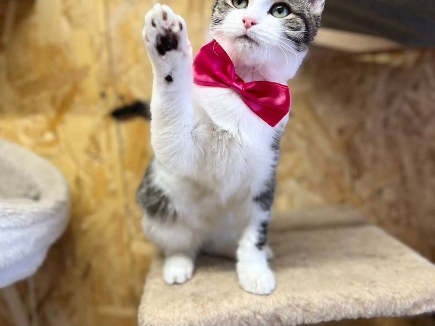 Котёнок Рубик ищет дом