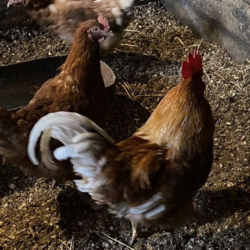 Куры несушки с петухом