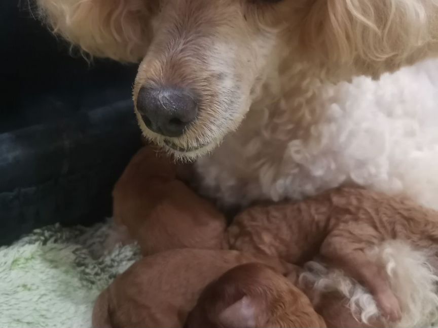 Карликовый пудель красный