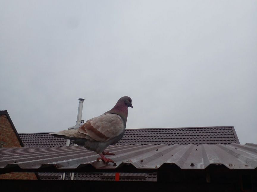 Голуби кинги