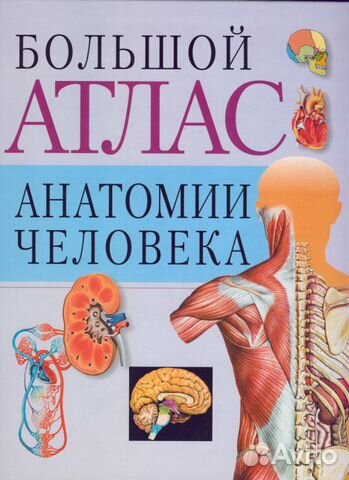 "Большой атлас анатомии человека" академика В.П.Воробьева... купить в ...