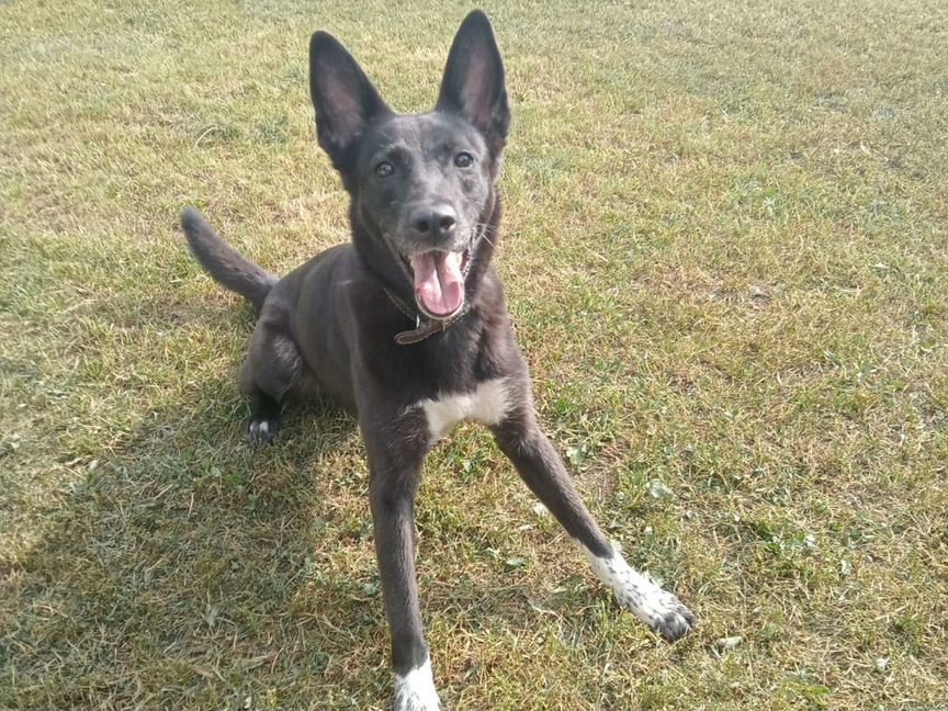 Отдам в добрые руки собаку