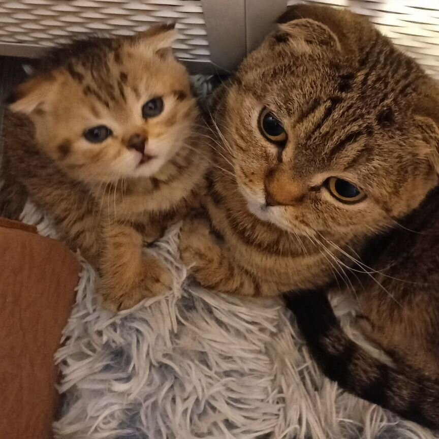 Шотландские вислоухие котята