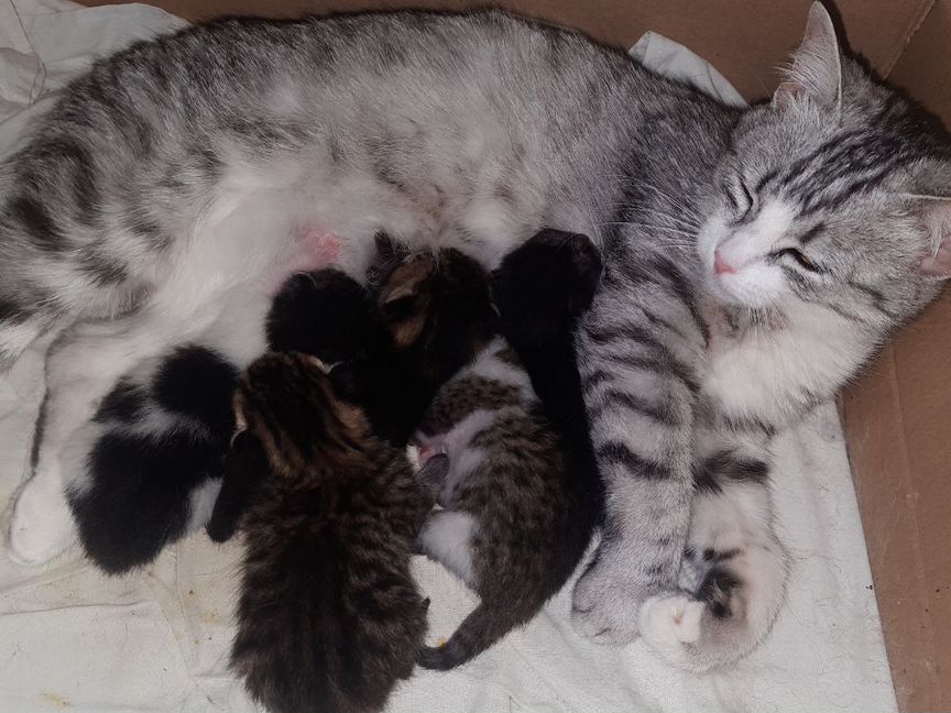 Котята в добрые руки бесплатно