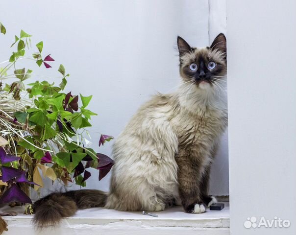 Красавица кошка ищет новый дом