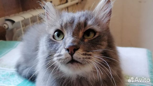 Молодая кошка Лапушка ищет дом