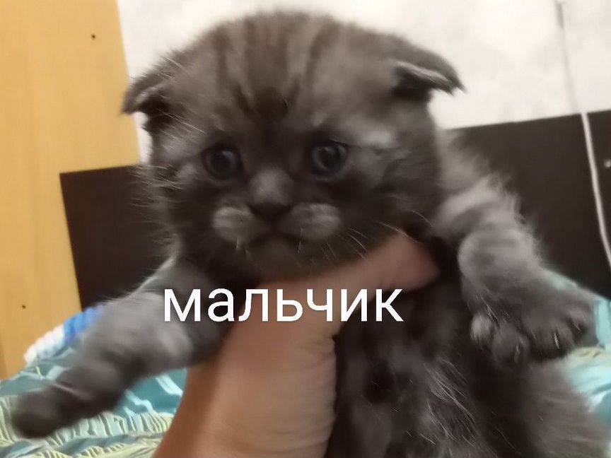 Британские котята