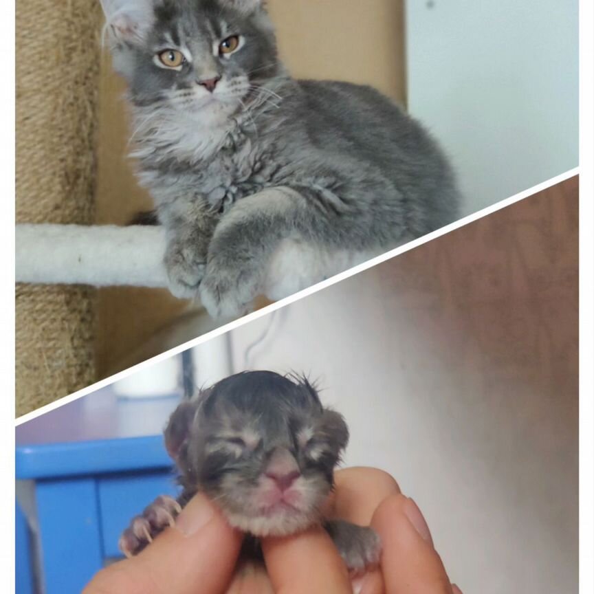 Котёнок Мейн Кун девочка