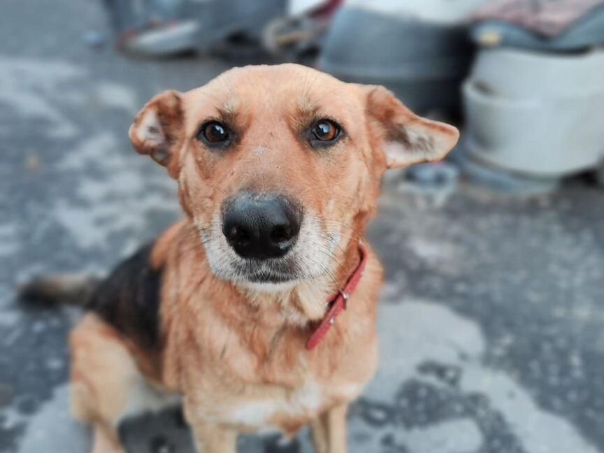 Гердулечка,супер собака