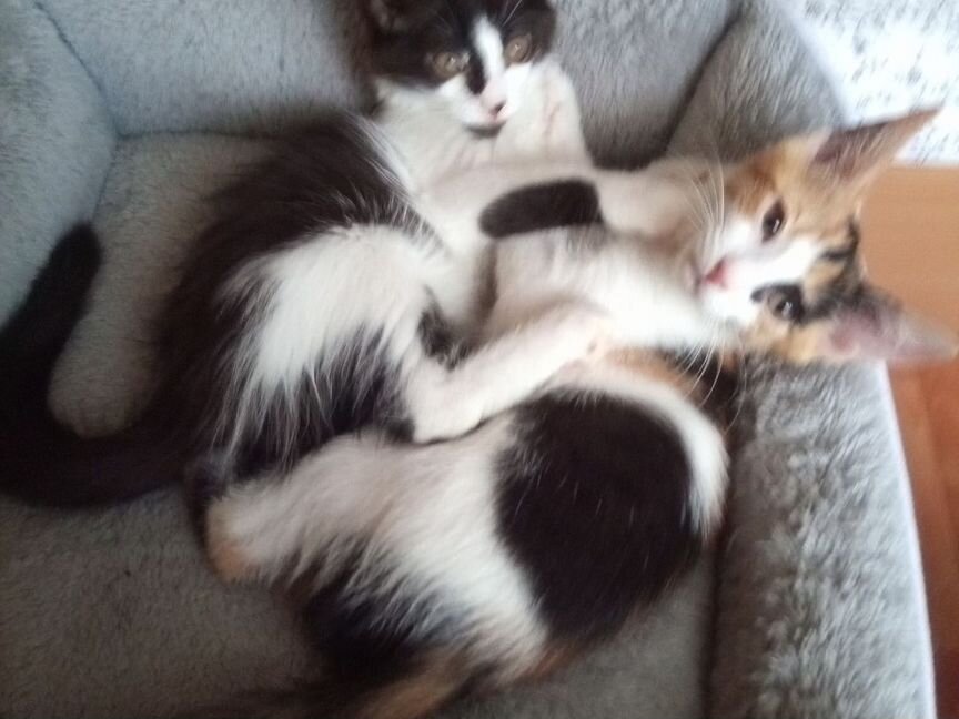 Кошки
