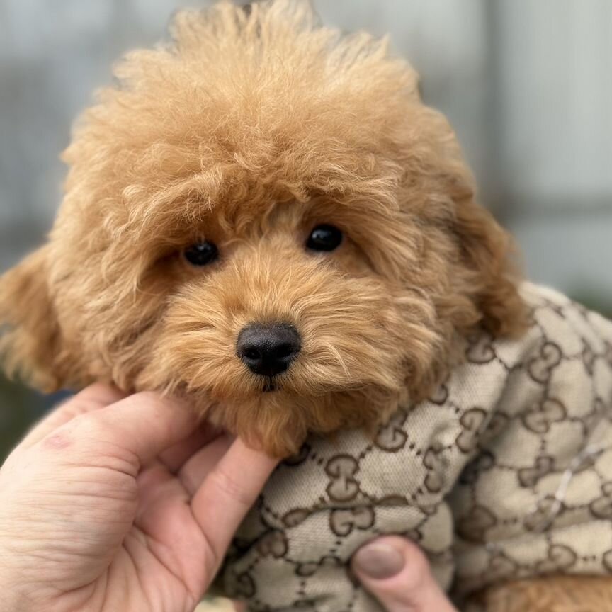 Той-пудель, щенок