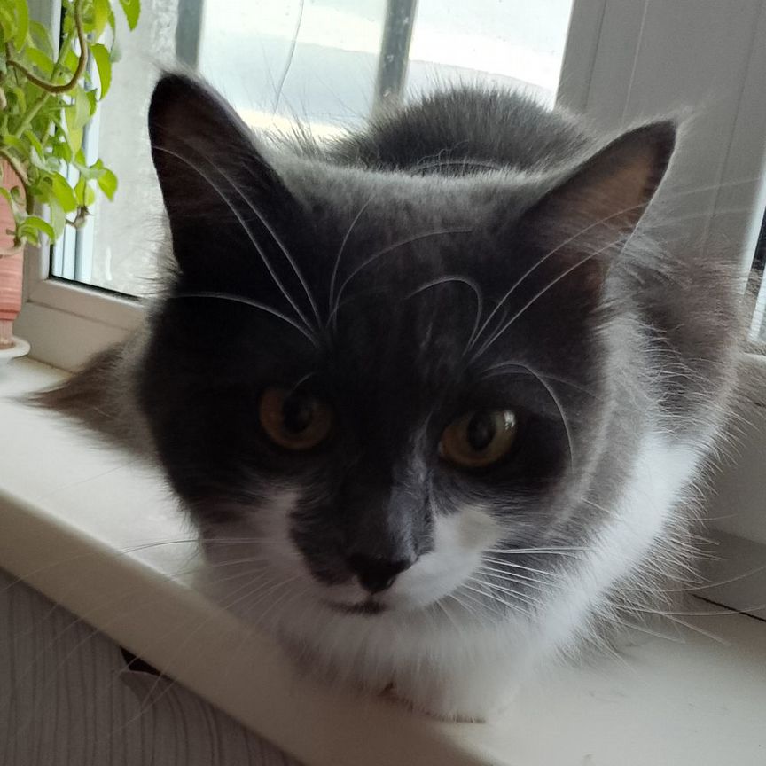 Сибирский котёнок