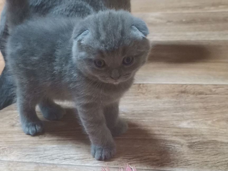 Шотладские котята