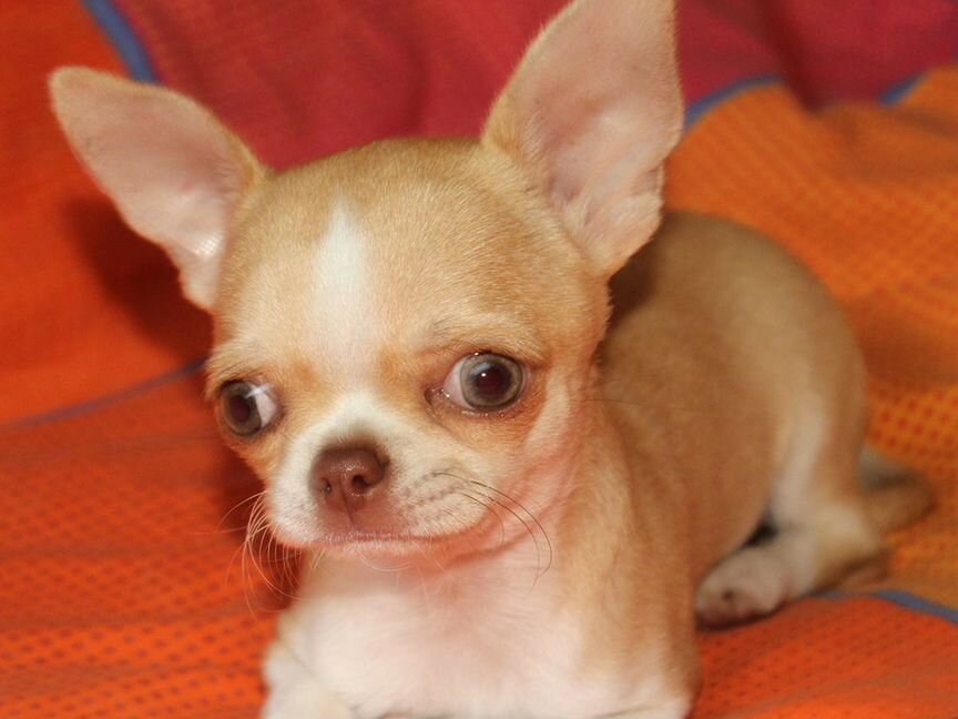 Чихухауа мальчик блондин