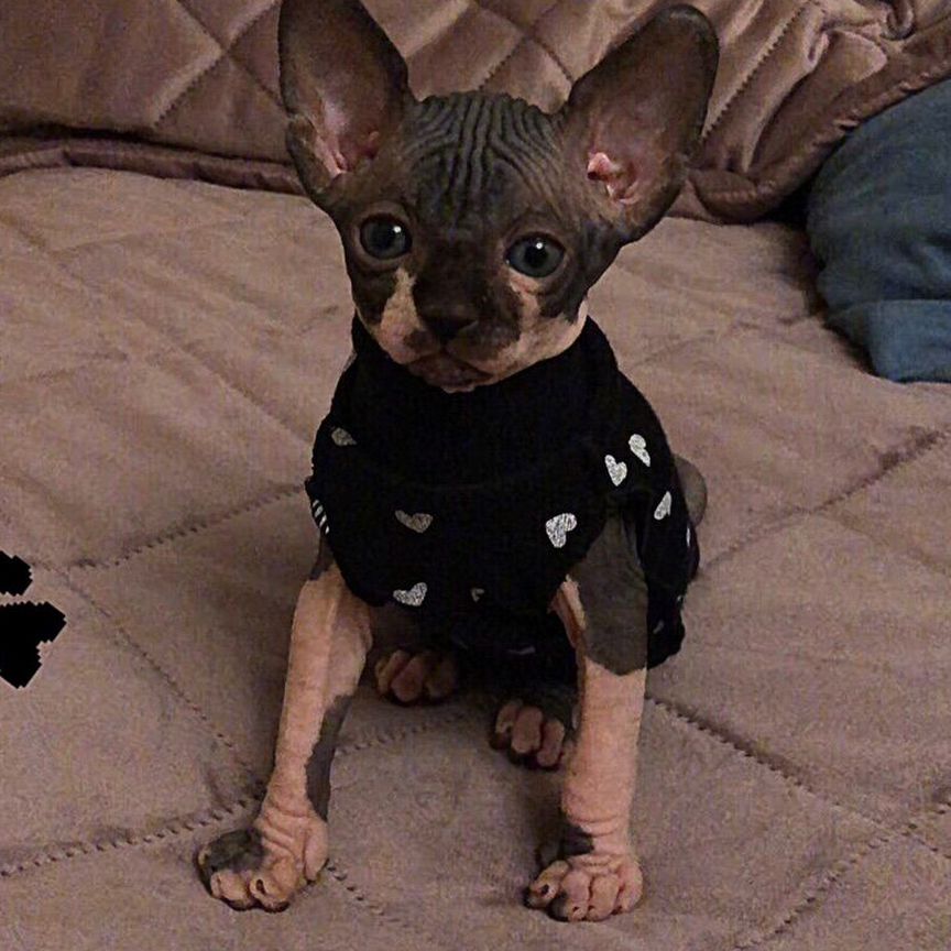 Канадский сфинкс котёнок