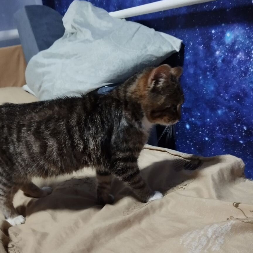 Кошечка