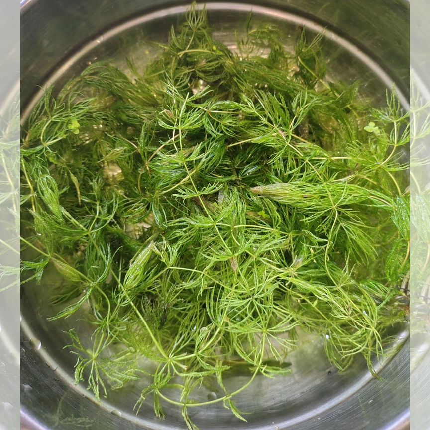 Роголистник, прополка