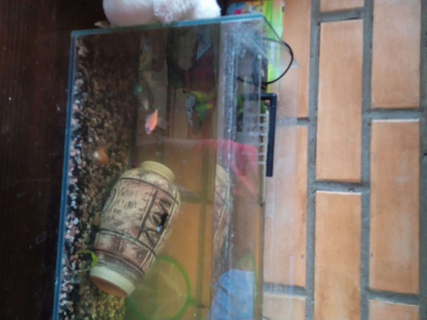 Аквариум со всеми пренадледнастями