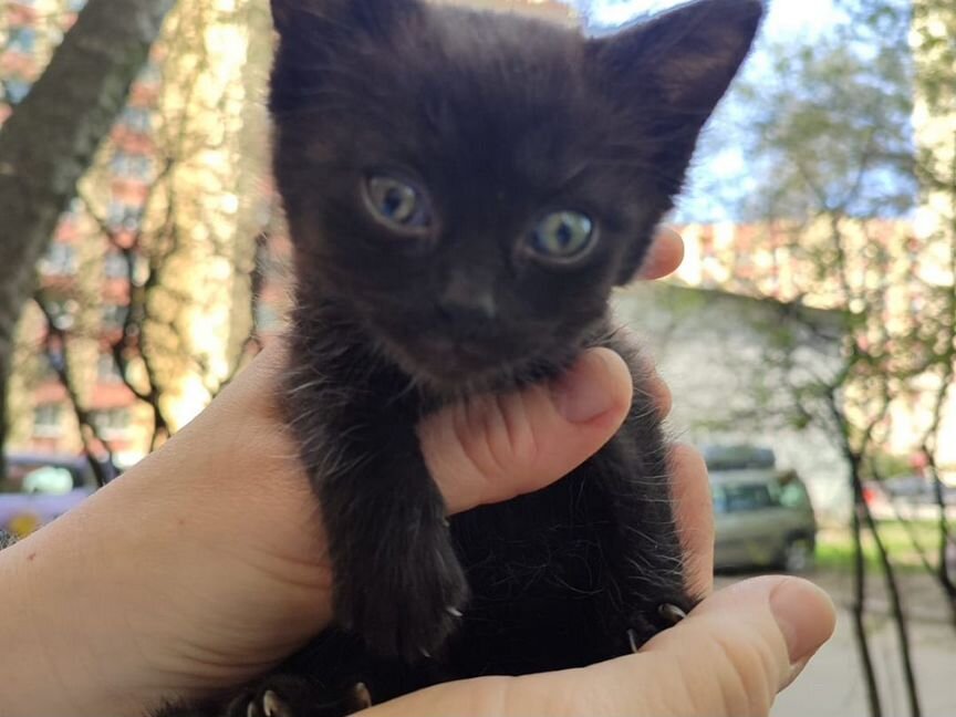 Кошка в дар бесплатно