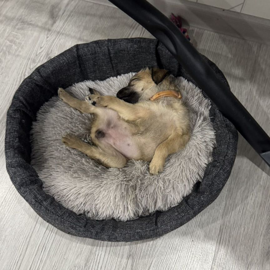 Щенок в добрые руки