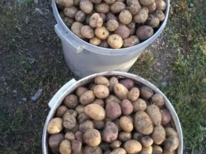 Мелкая картошка
