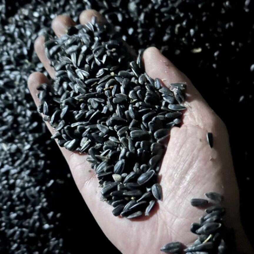 Семечки подсолнечника для птиц