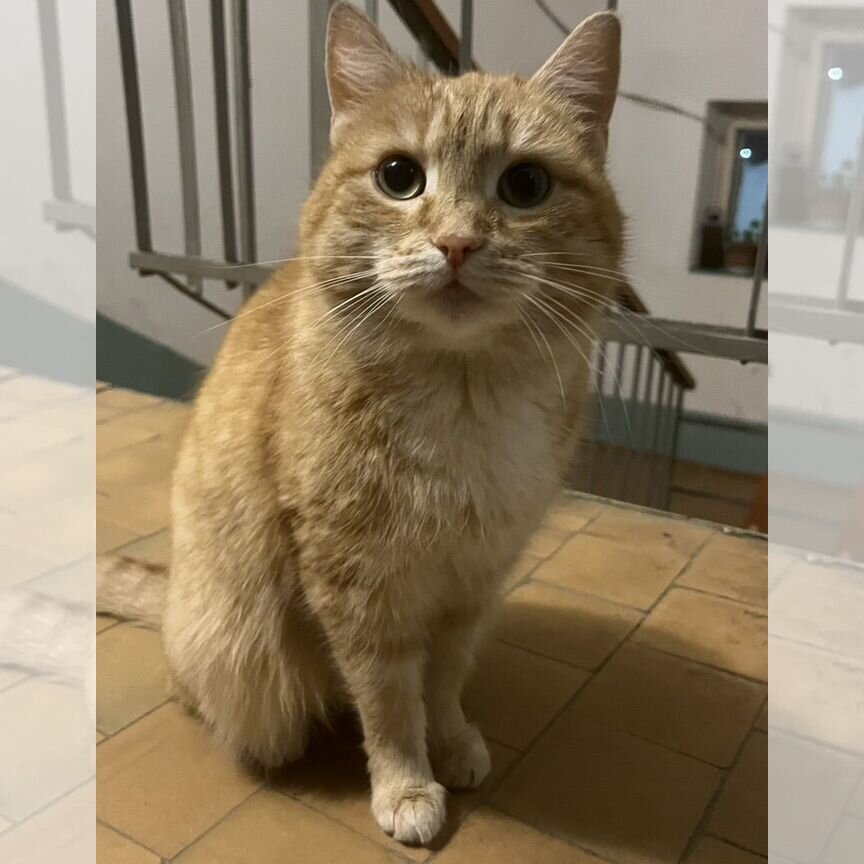 Взрослая, кошка в добрые руки