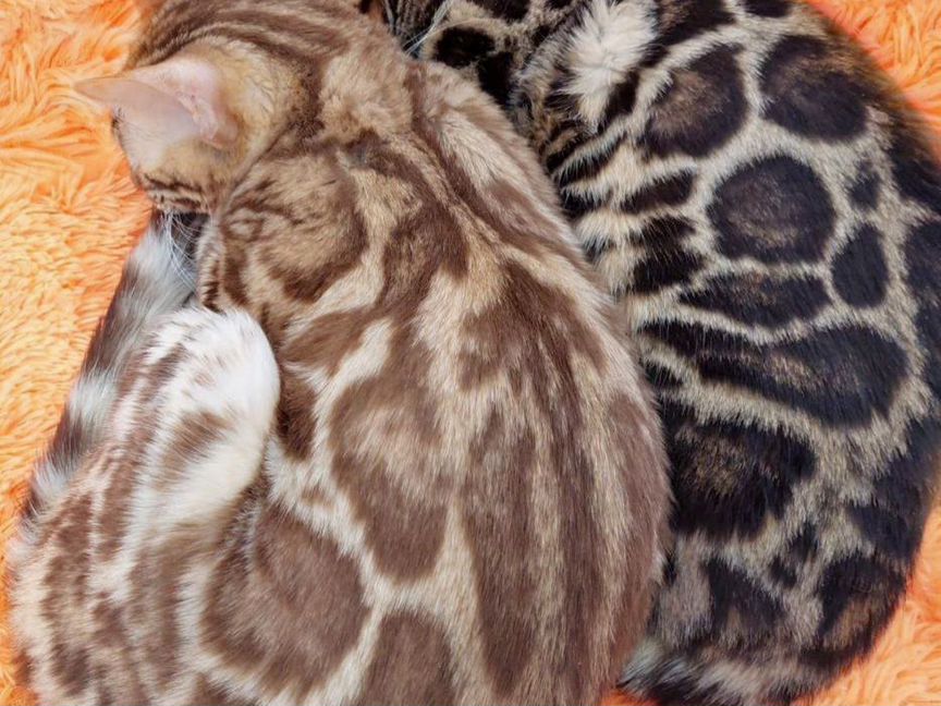 Котята бенг