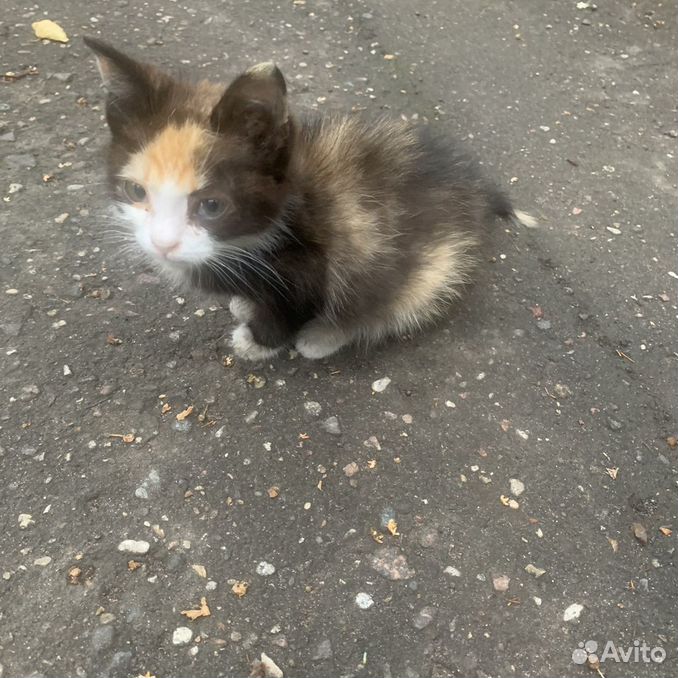 Трехцветная кошечка бесплатно
