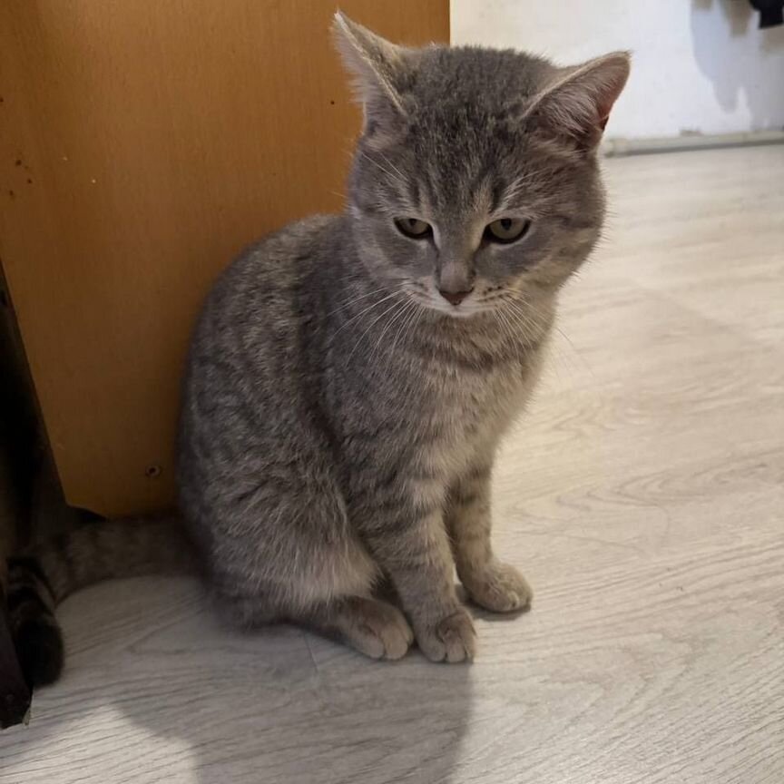 Котики бесплатно