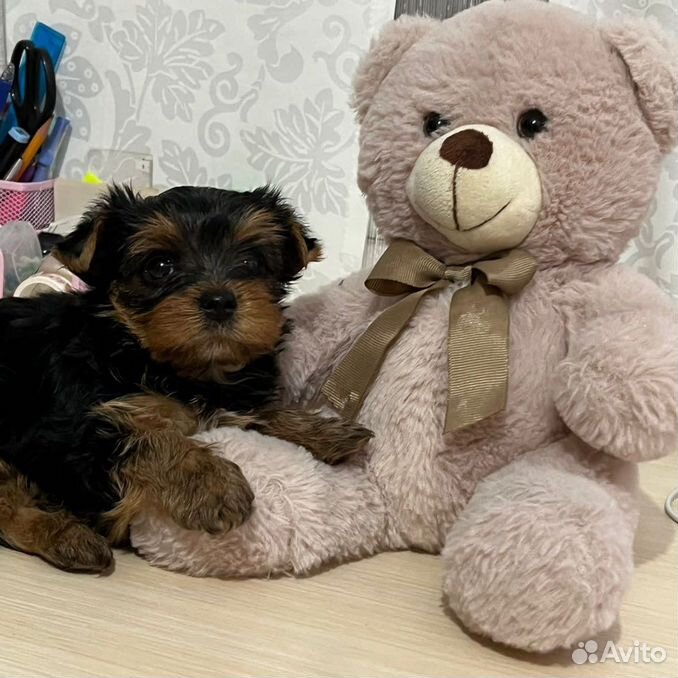 Продам мини йорка Bebi Feis