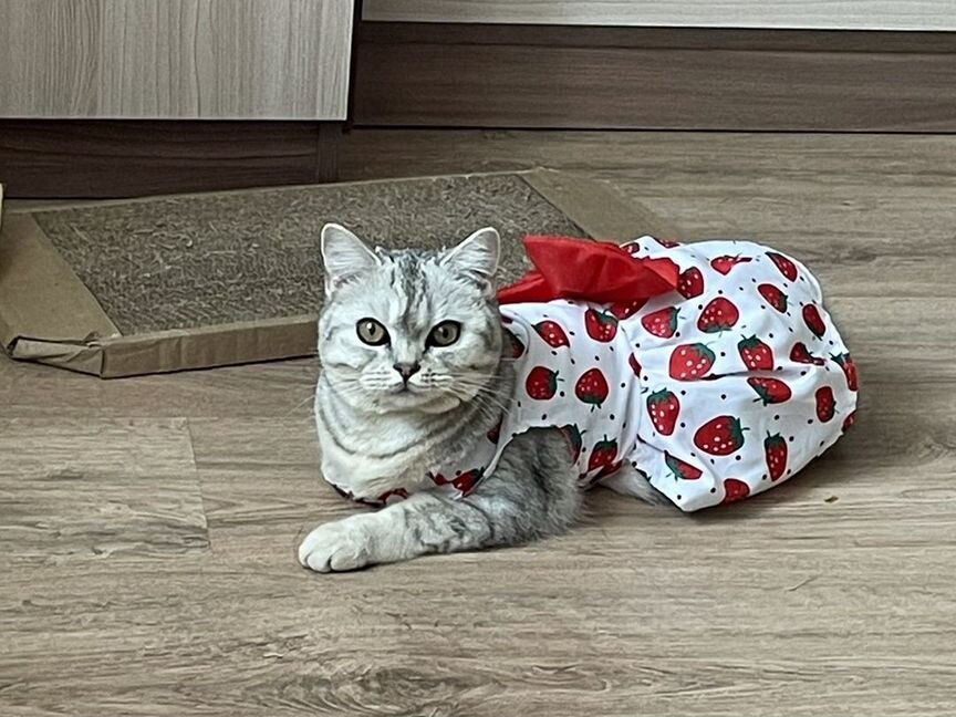Кошечка Бобтейл