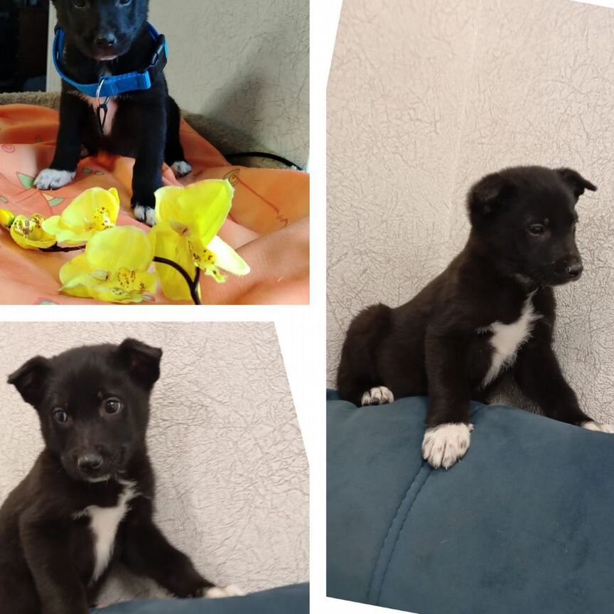 Милый щенок мальчик