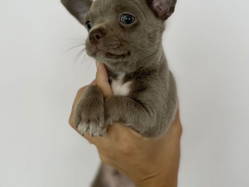 Медвежонок мини чихуахуа