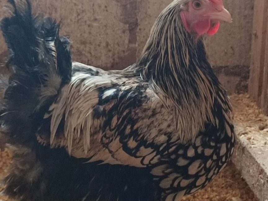 Молодые петухи