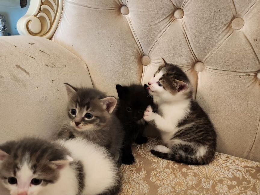 Котятки в добрые руки