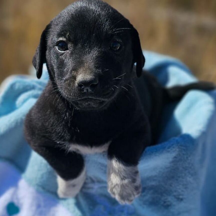 Крошка Пират ждёт родителей