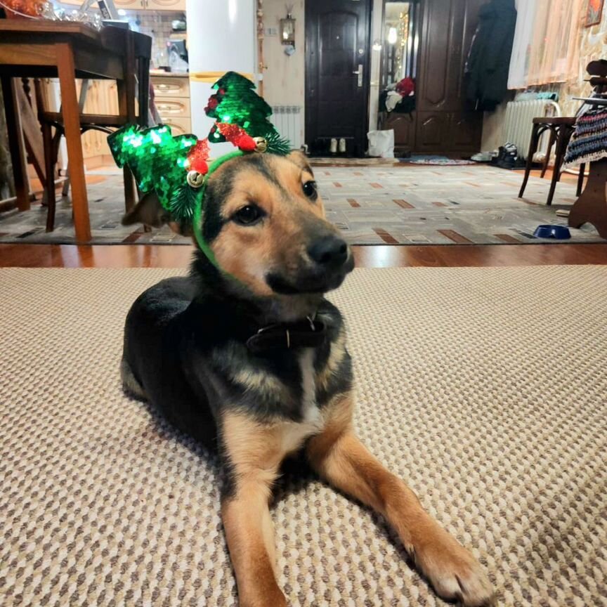 Щенуля из приюта